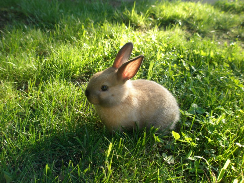 Rabbit Meadows Adoption Center answers your rabbit-care questions