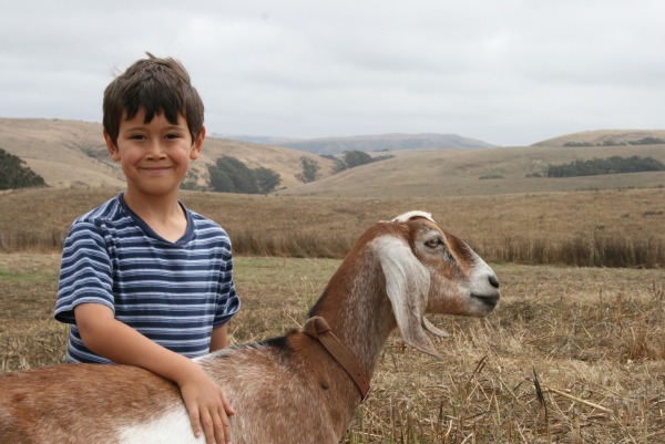 Free Printable Animal Mad Libs for Kids