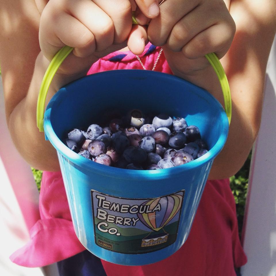U-Pick Blueberries: Temecula Berry Company
