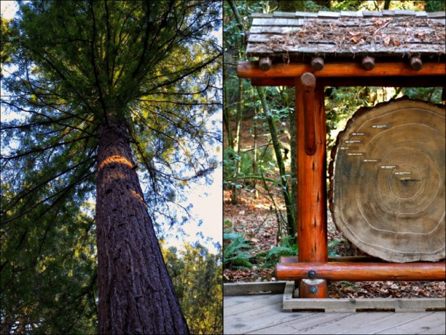 Muir Woods with Kids