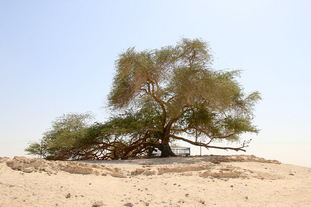 The 13 Coolest Trees in the World