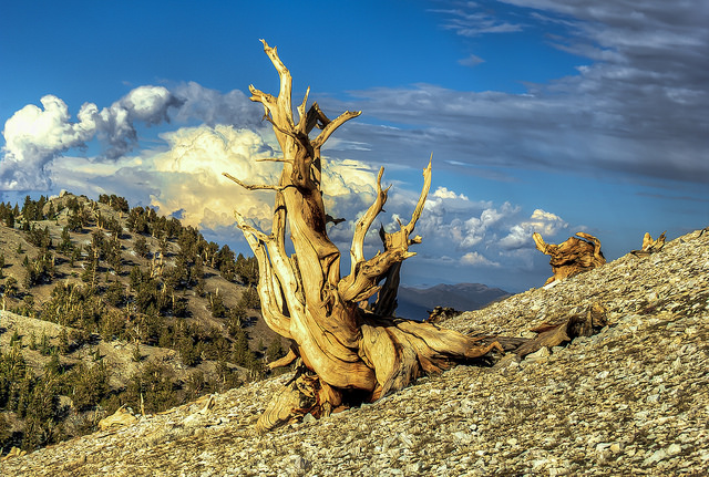 The 13 Coolest Trees in the World