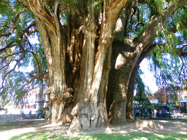 The 13 Coolest Trees in the World