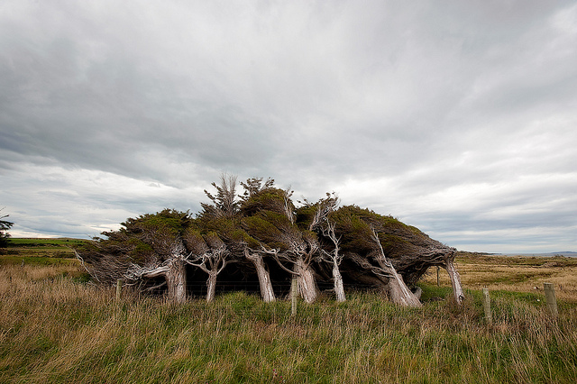 The 13 Coolest Trees in the World