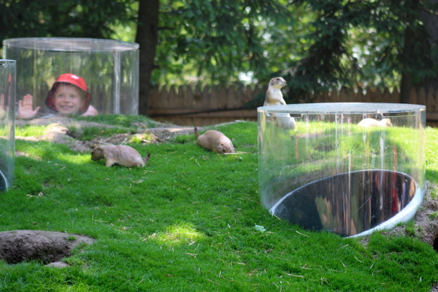 Best Animal Attractions for Kids in New York