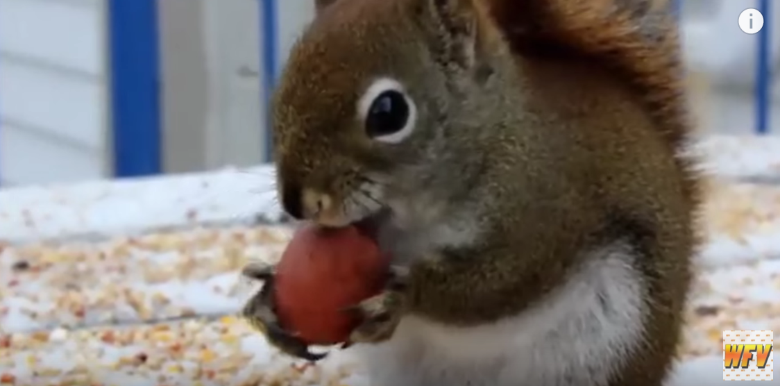 Hilarious Squirrel Videos That'll Make You Go Nuts - Tinybeans