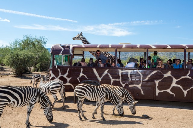 12 Incredible Safari Park Adventures