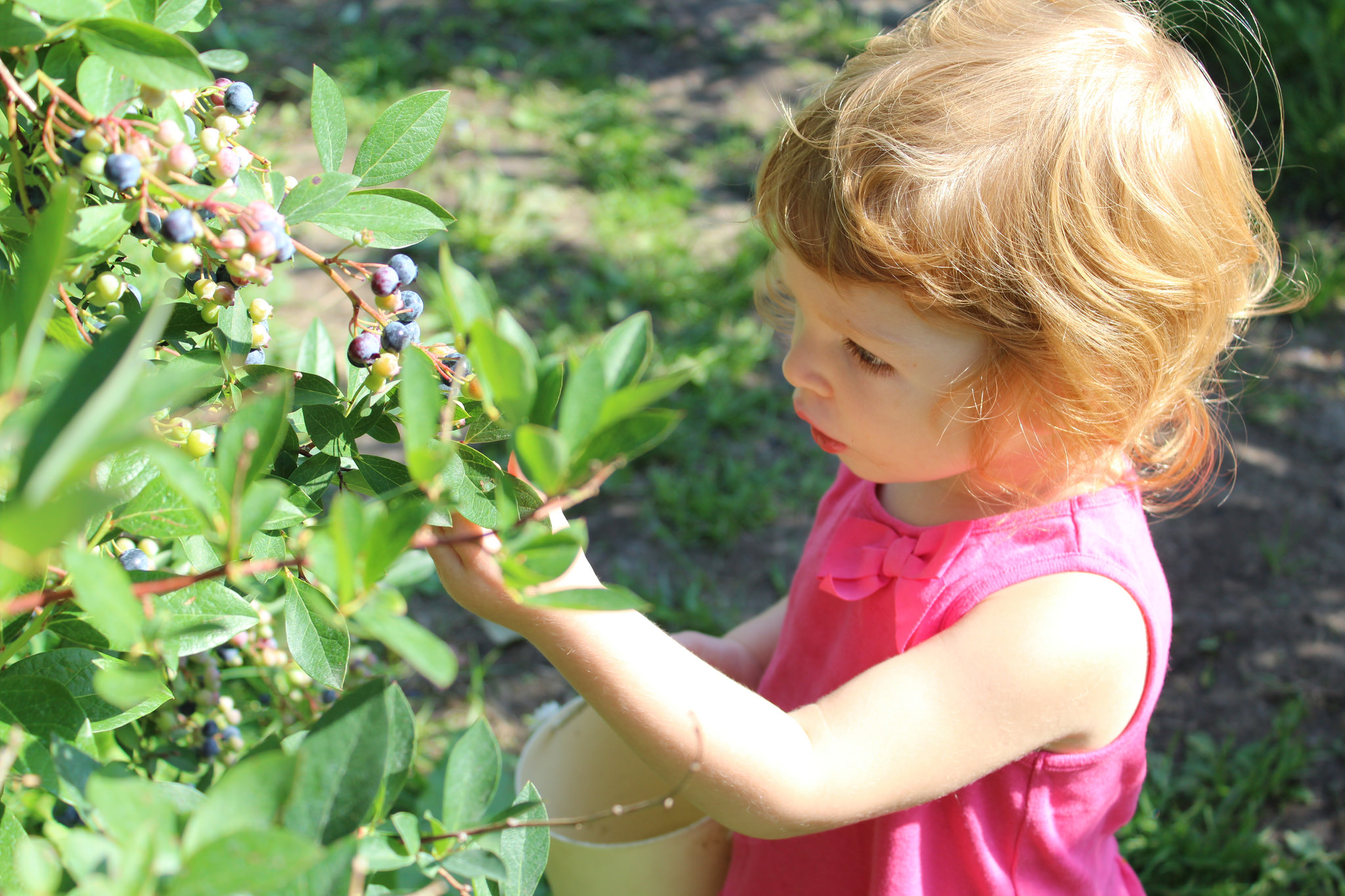 A Must-Visit U-Pick Blueberry Farm
