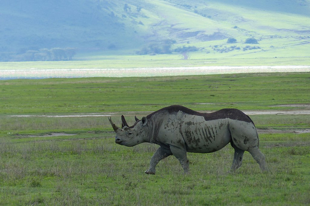4 Ways You Can Help Save the Rhinos