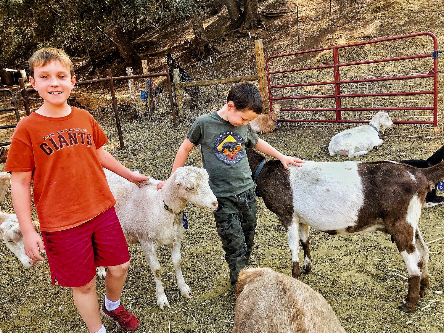 Overnight Farm Stays in the Bay Area for Families | 2021