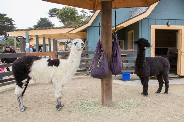 Airbnb Farm Stays for Families Across the U.S. | 2021