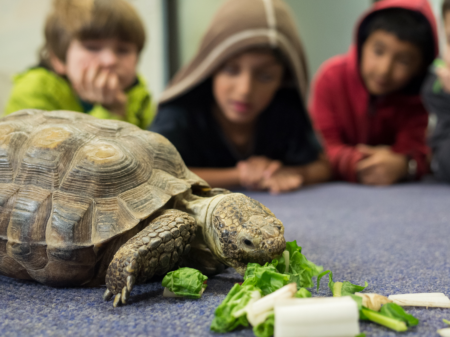 22 Wildlife Centers for Little Animal Lovers - Tinybeans
