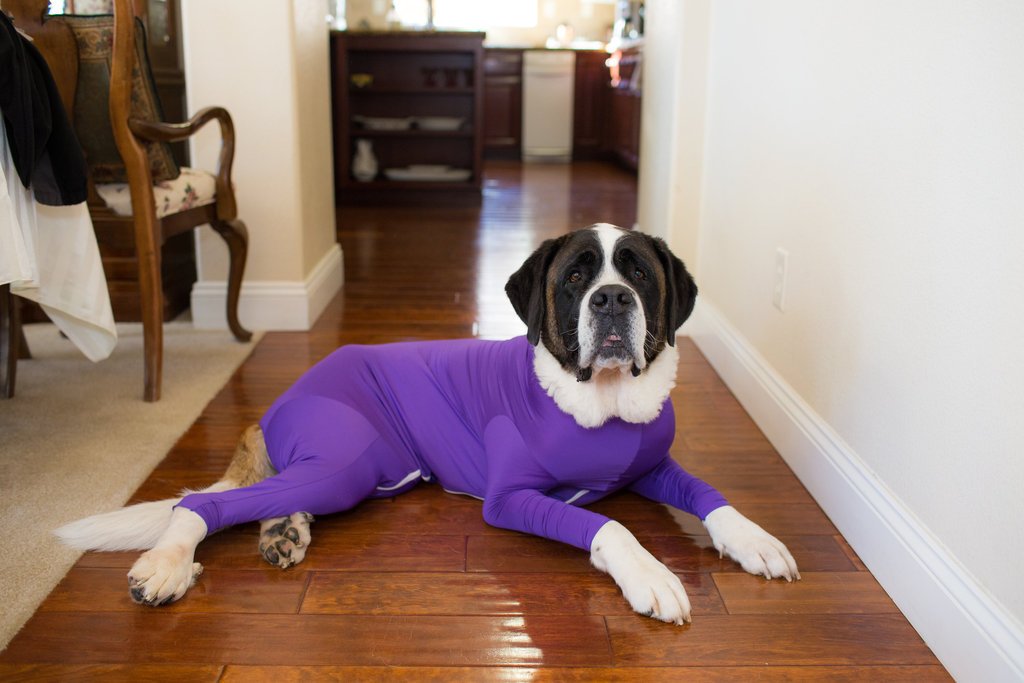10 of the Most Ridiculously Weird Pet Products We Kind of Secretly Want ...