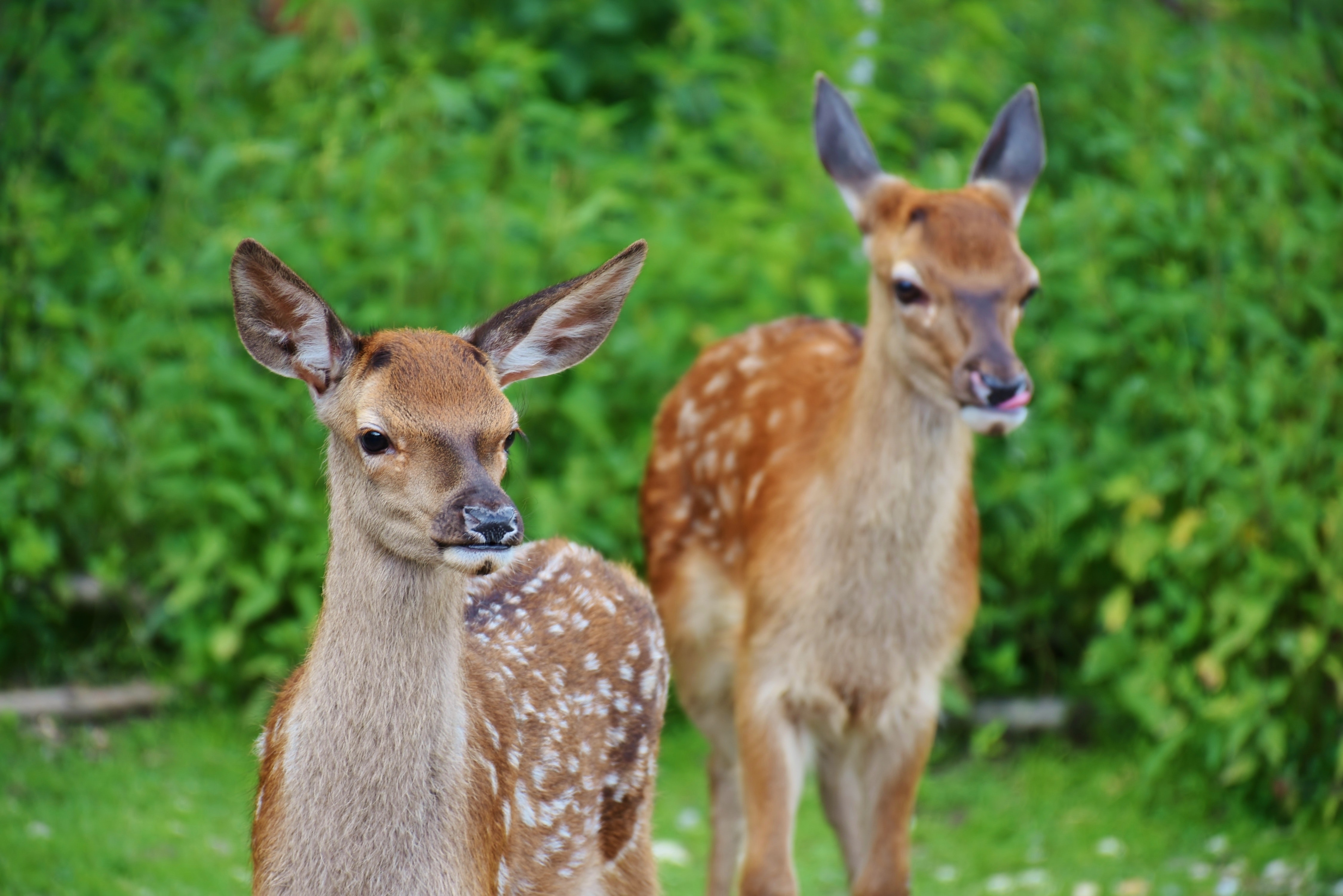 This Viral Video of a Girl & a Baby Fawn Is Like a Disney Movie IRL ...