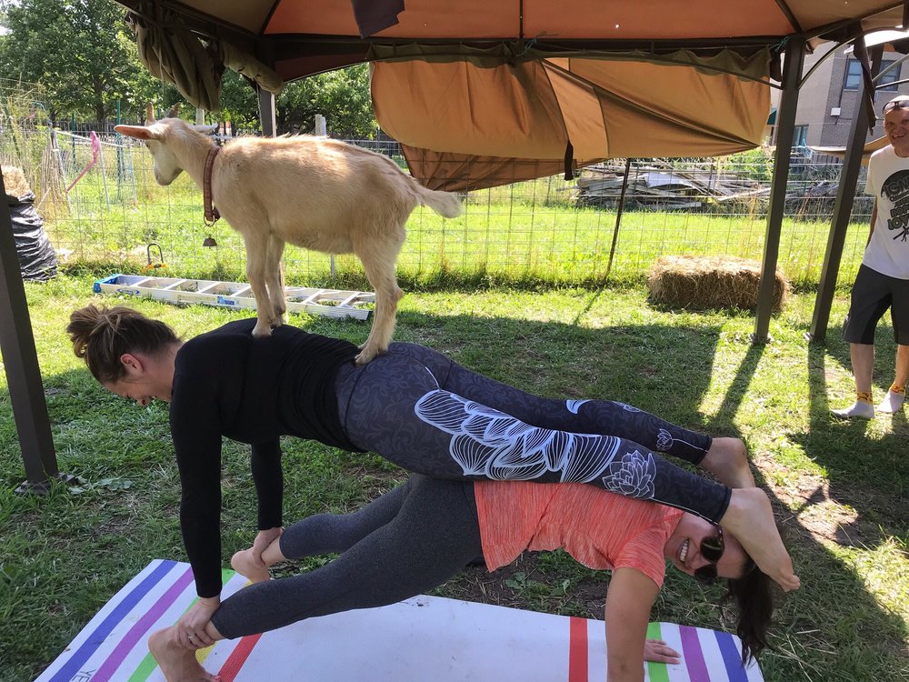 Hang Out with Goats at GlennArt Farm in Chicago, IL