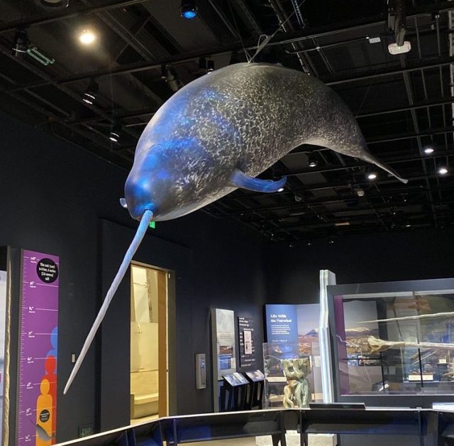 The Best Things to See & Do at The Smithsonian Natural History Museum ...