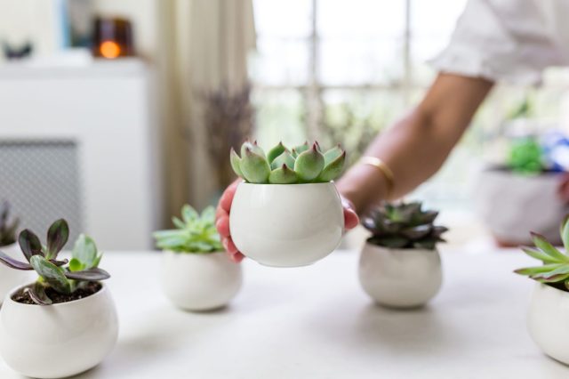 12 Best Valentine's Day and Plant Delivery Services