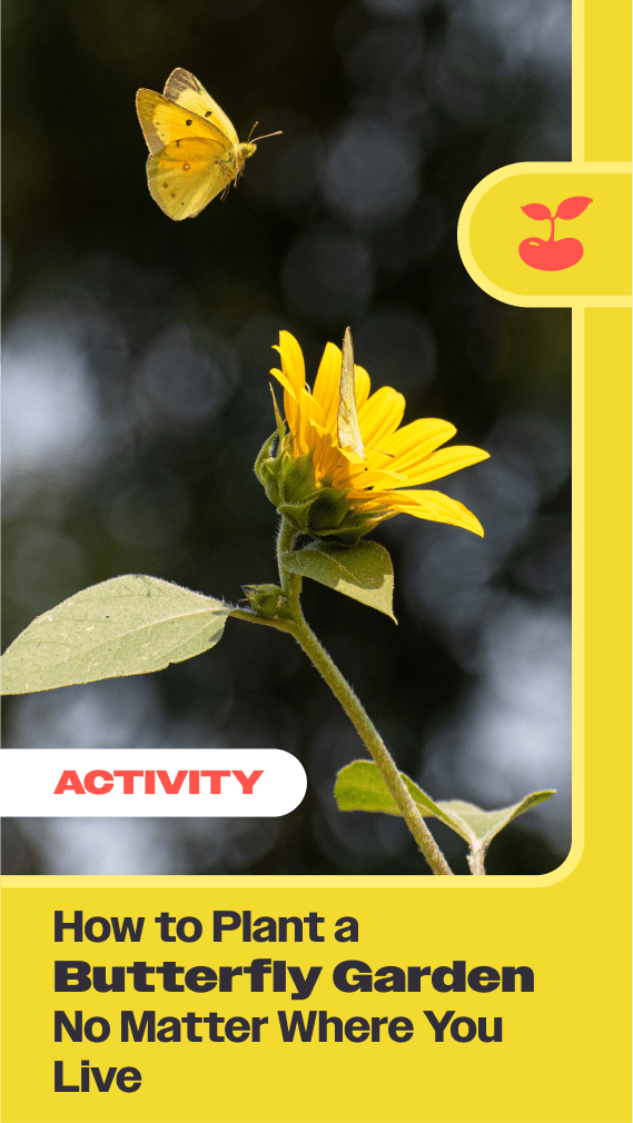 How to Make a Butterfly Garden