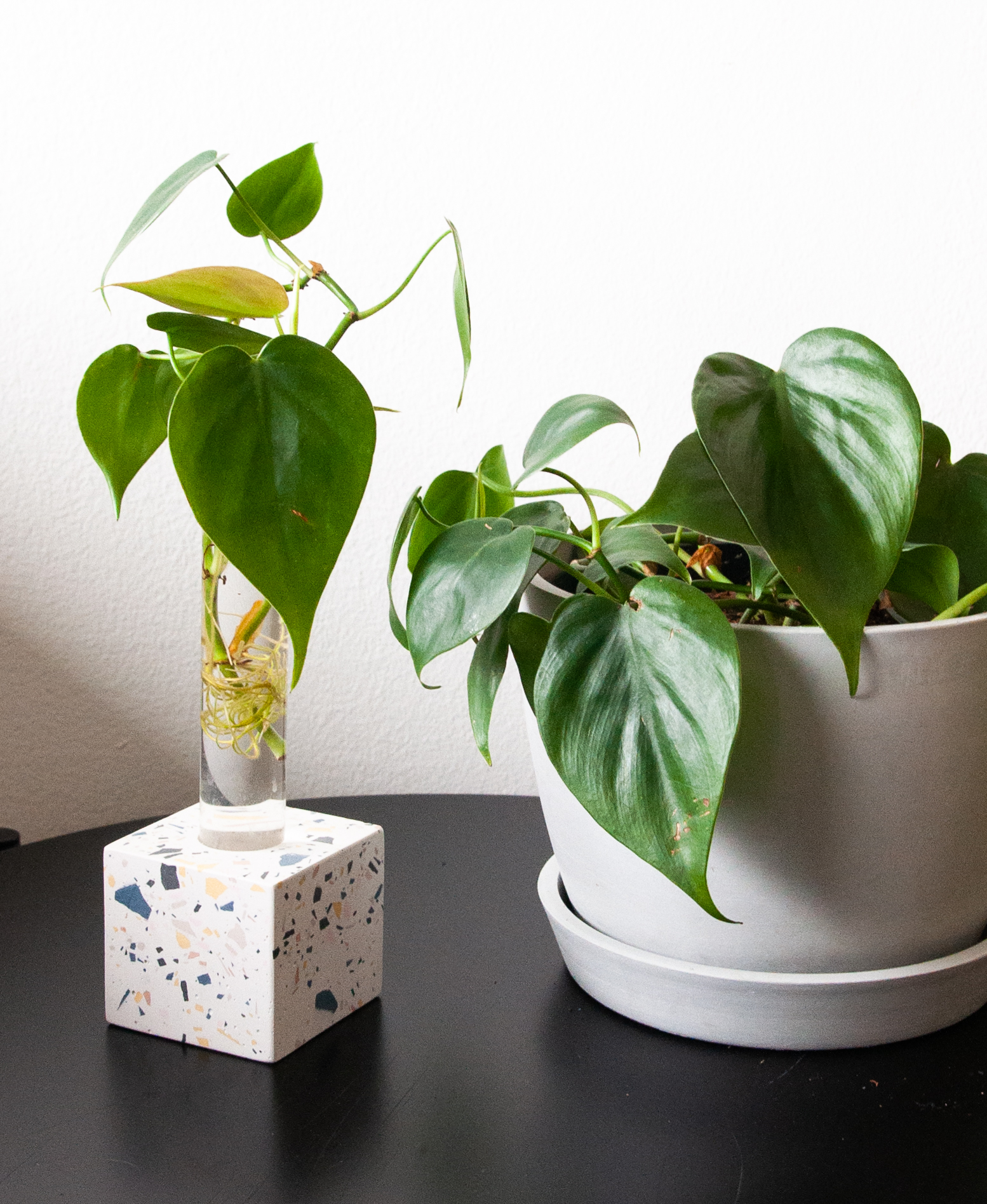 How to Propagate a Plant at Home with Bloomscape