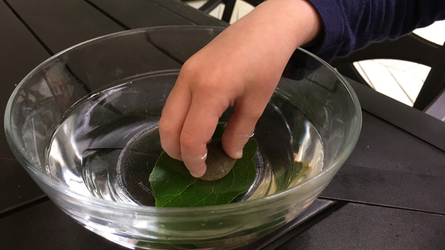 Science in the Backyard: How to Set It Up & What to Do