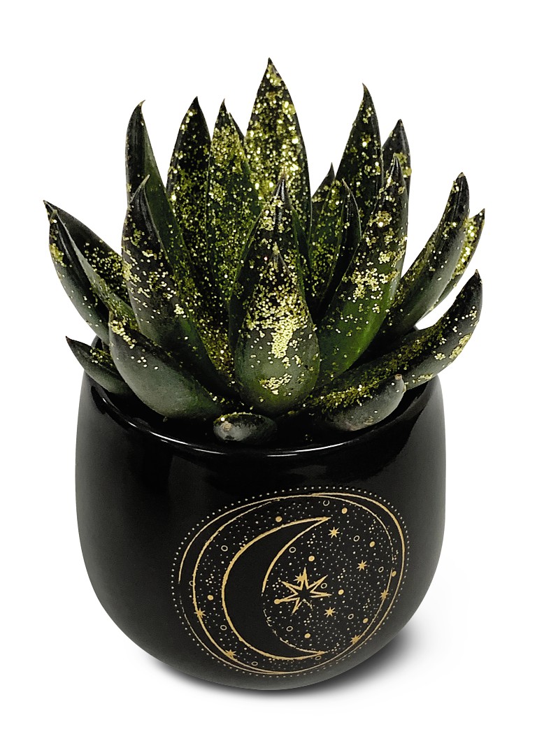 ALDI Is Selling Succulents in Astronomy-Themed Planters - Tinybeans