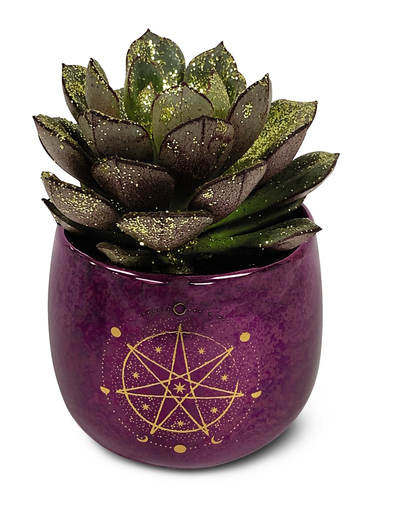 ALDI Is Selling Succulents in Astronomy-Themed Planters - Tinybeans