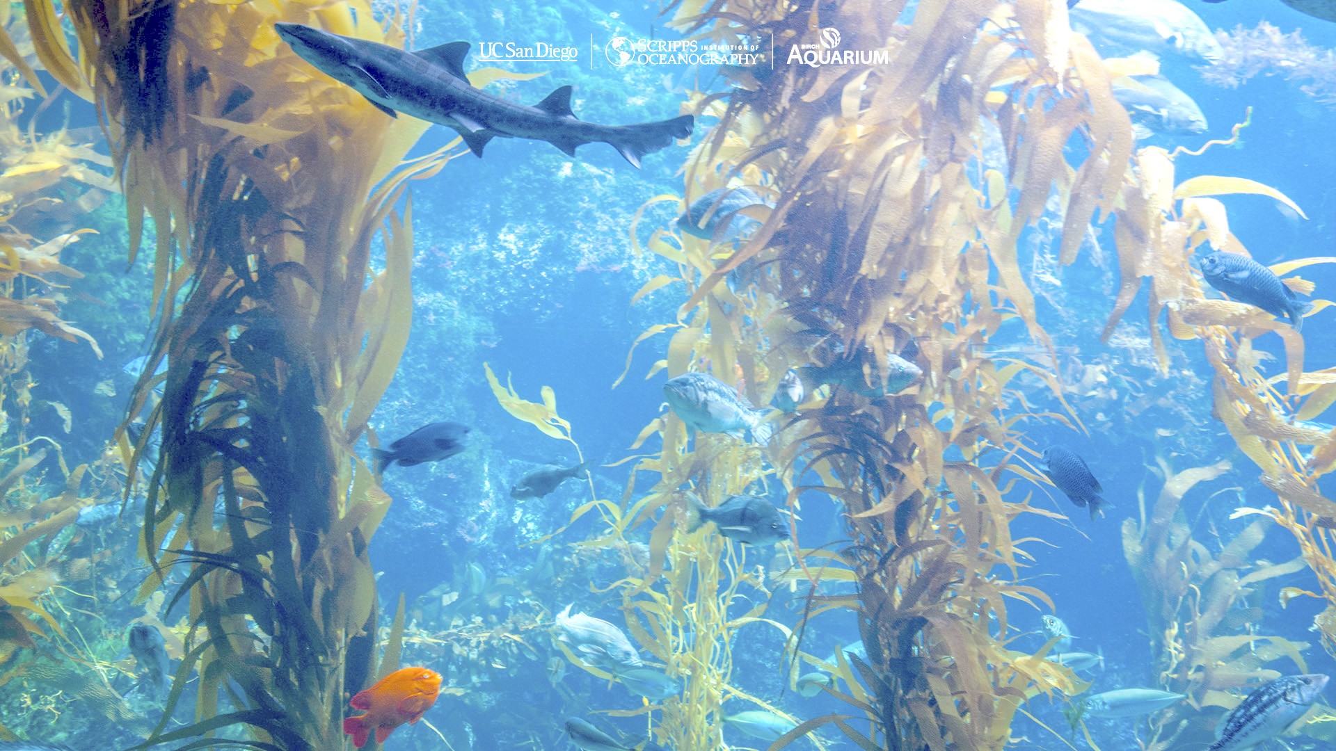 11 San Diego Zoom Backgrounds for Distance Learning