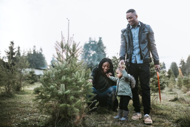 U-Cut Christmas Tree Farms Near Seattle, WA | 2021