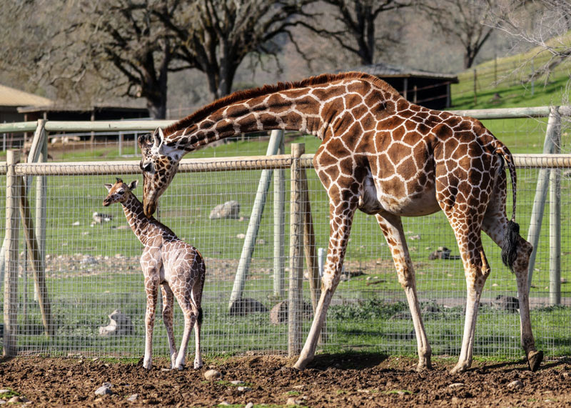 Petting Zoos and Animal Farms in the San Francisco Bay Area | 2021