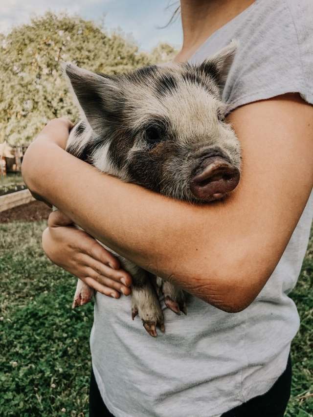 California Farm Stay Vacation Rentals for Families | 2022