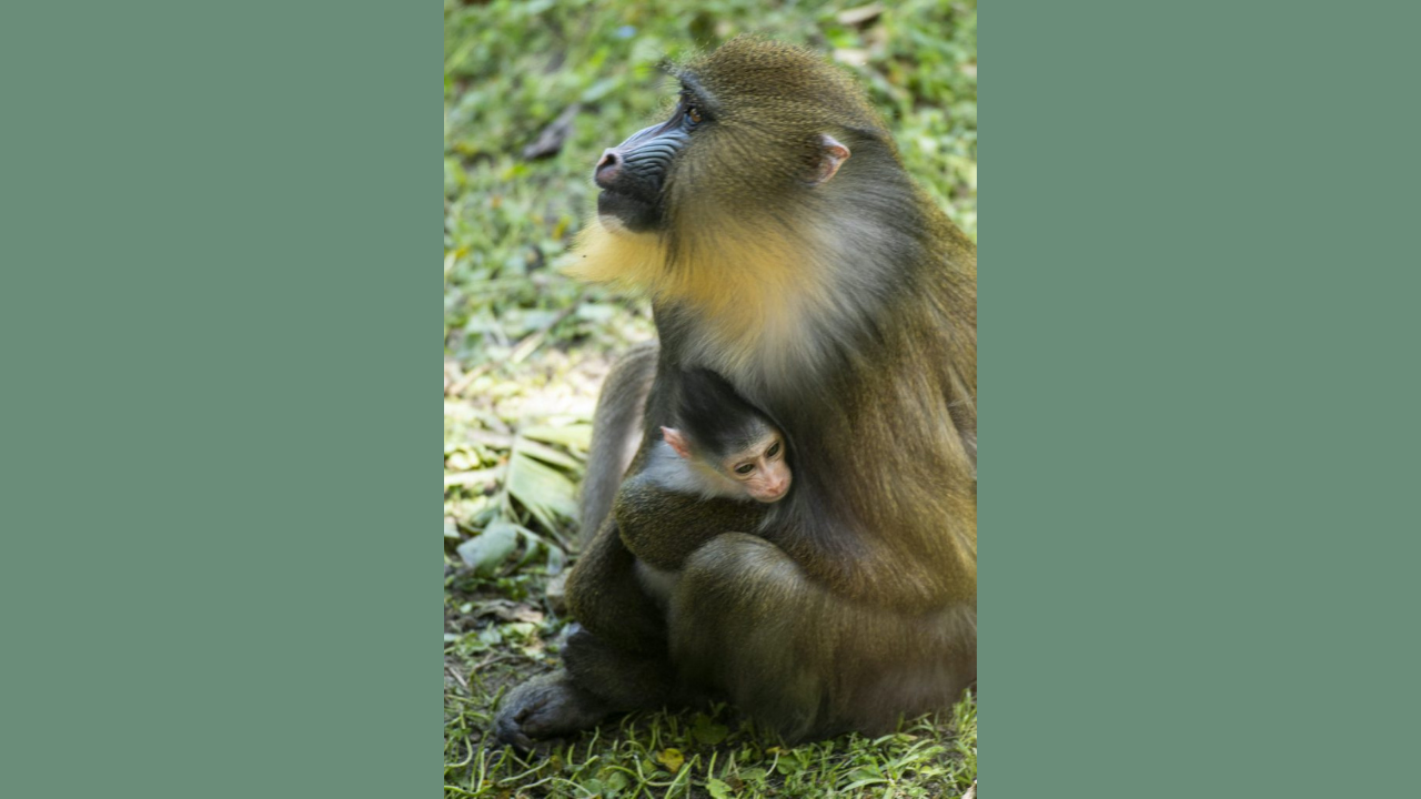 It's a Girl! Disney's Animal Kingdom Welcomes New Mandrill - Tinybeans