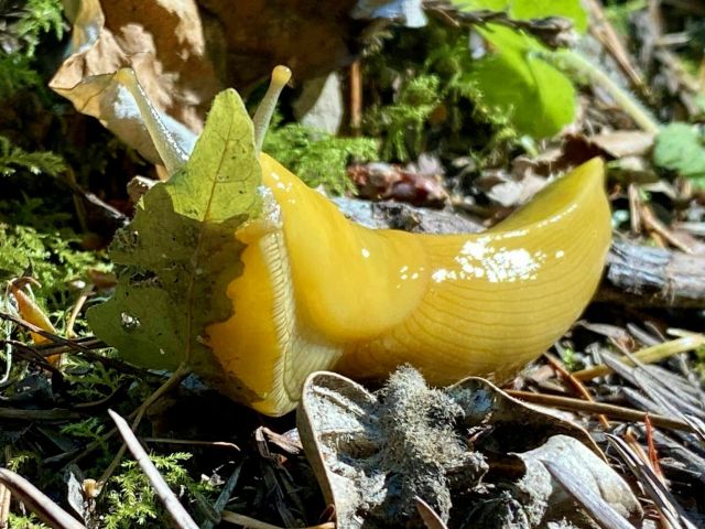 Shady Bay Area Hikes to Visit This Summer