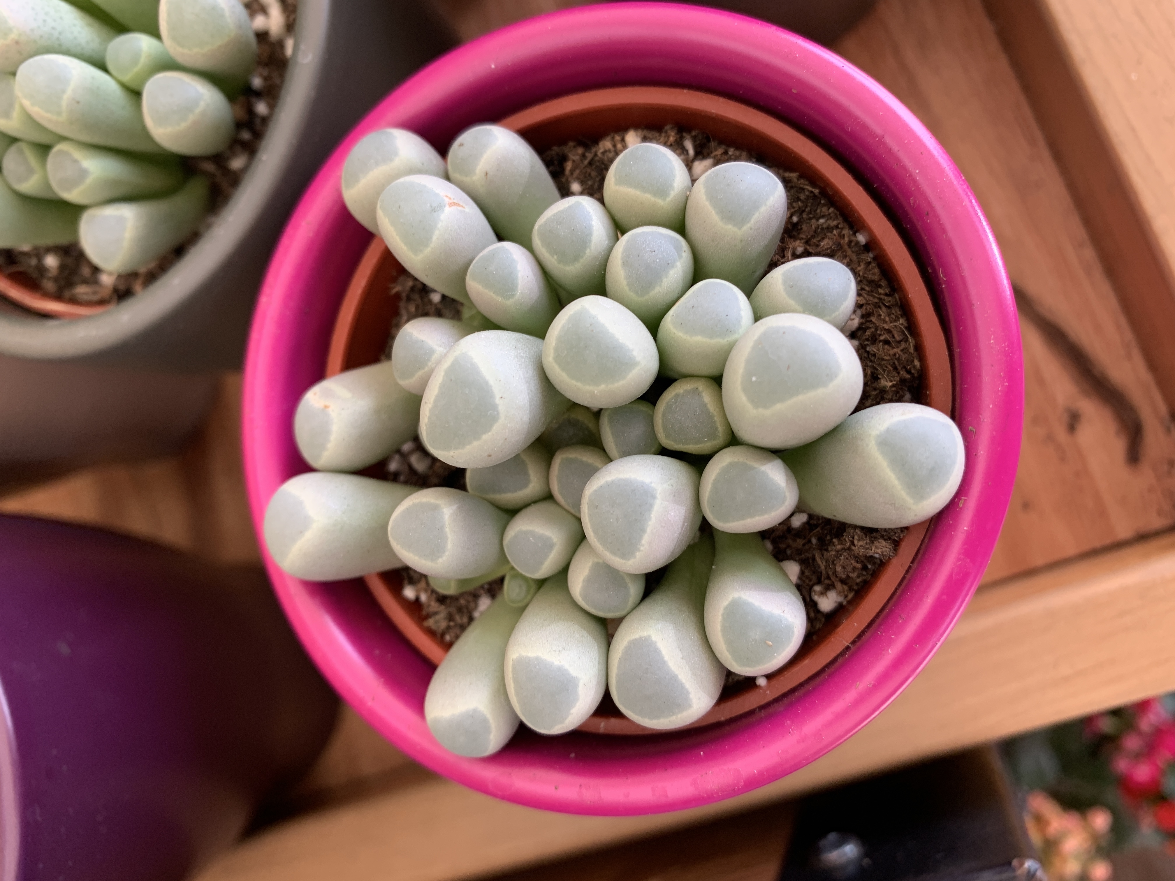 Trader Joe's Sells Baby Toes Succulents & They're Equally Cute & Creepy ...
