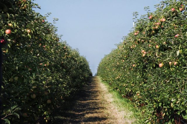 Best Apple-Picking Orchards in Washington State