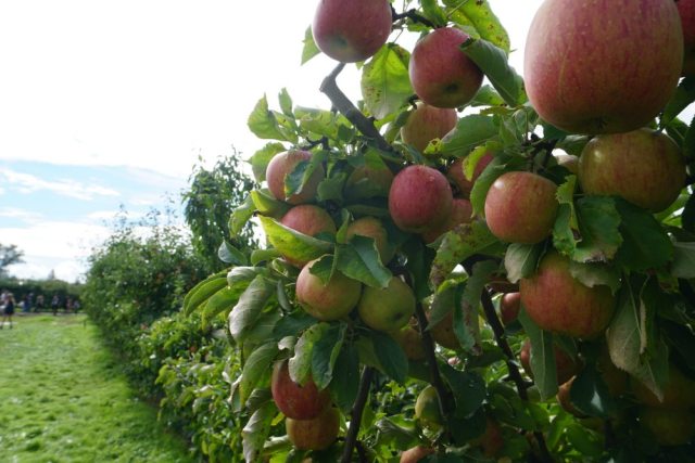 Best Apple-Picking Orchards in Washington State