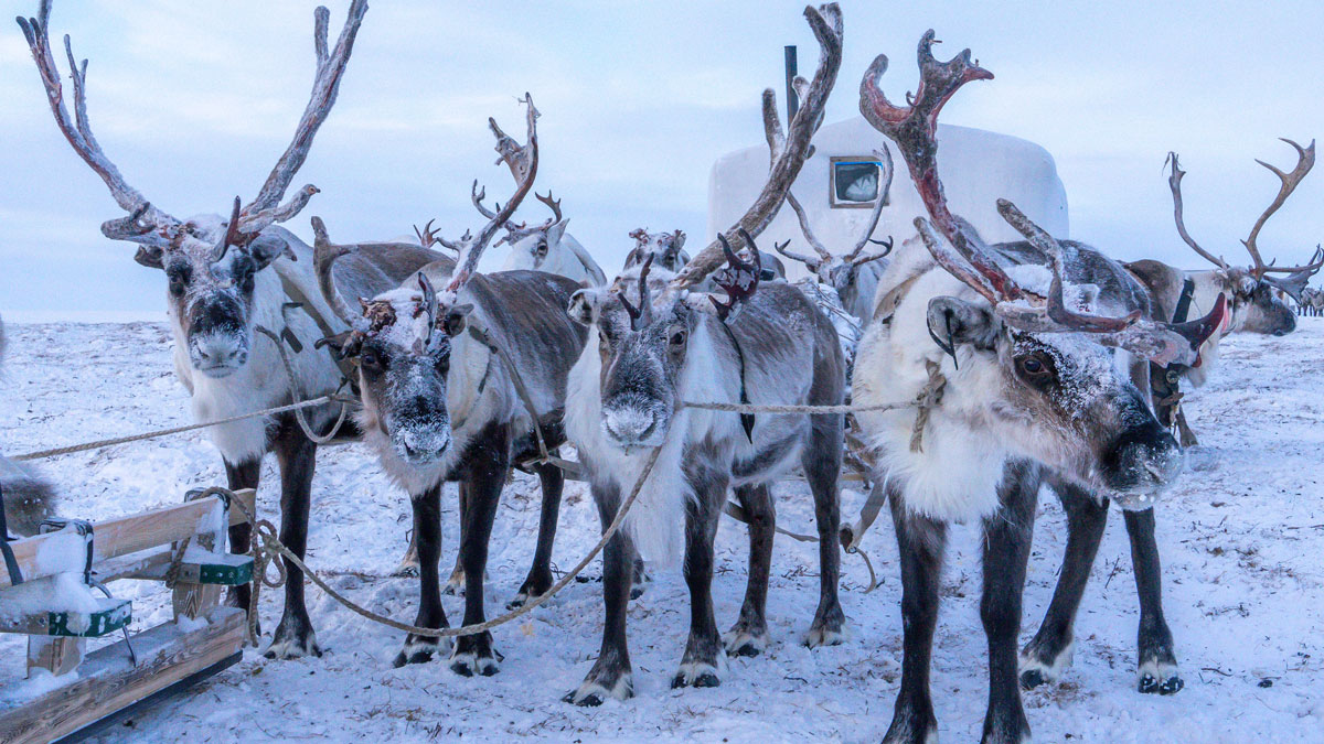 Reindeer Facts Kids Will Love - Tinybeans