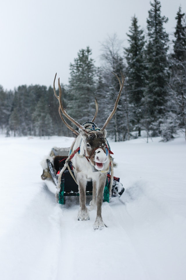 Reindeer Facts Kids Will Love - Tinybeans