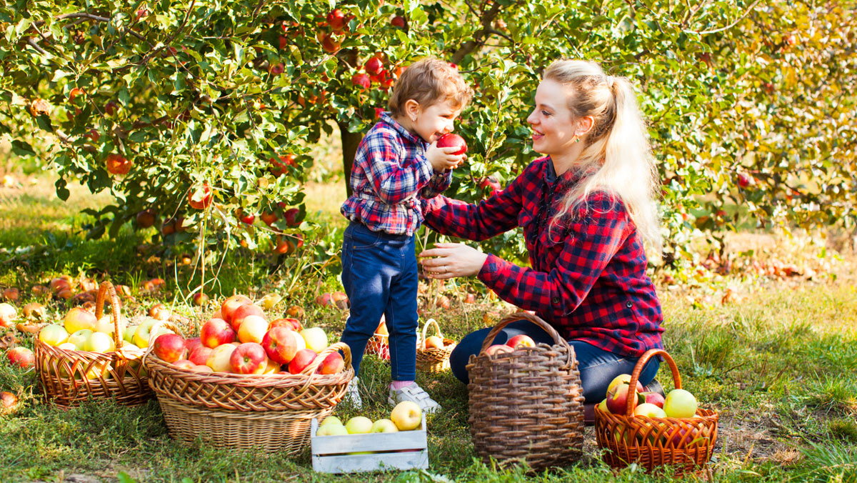 Best U-Pick Apple Orchards Near Los Angeles - Tinybeans