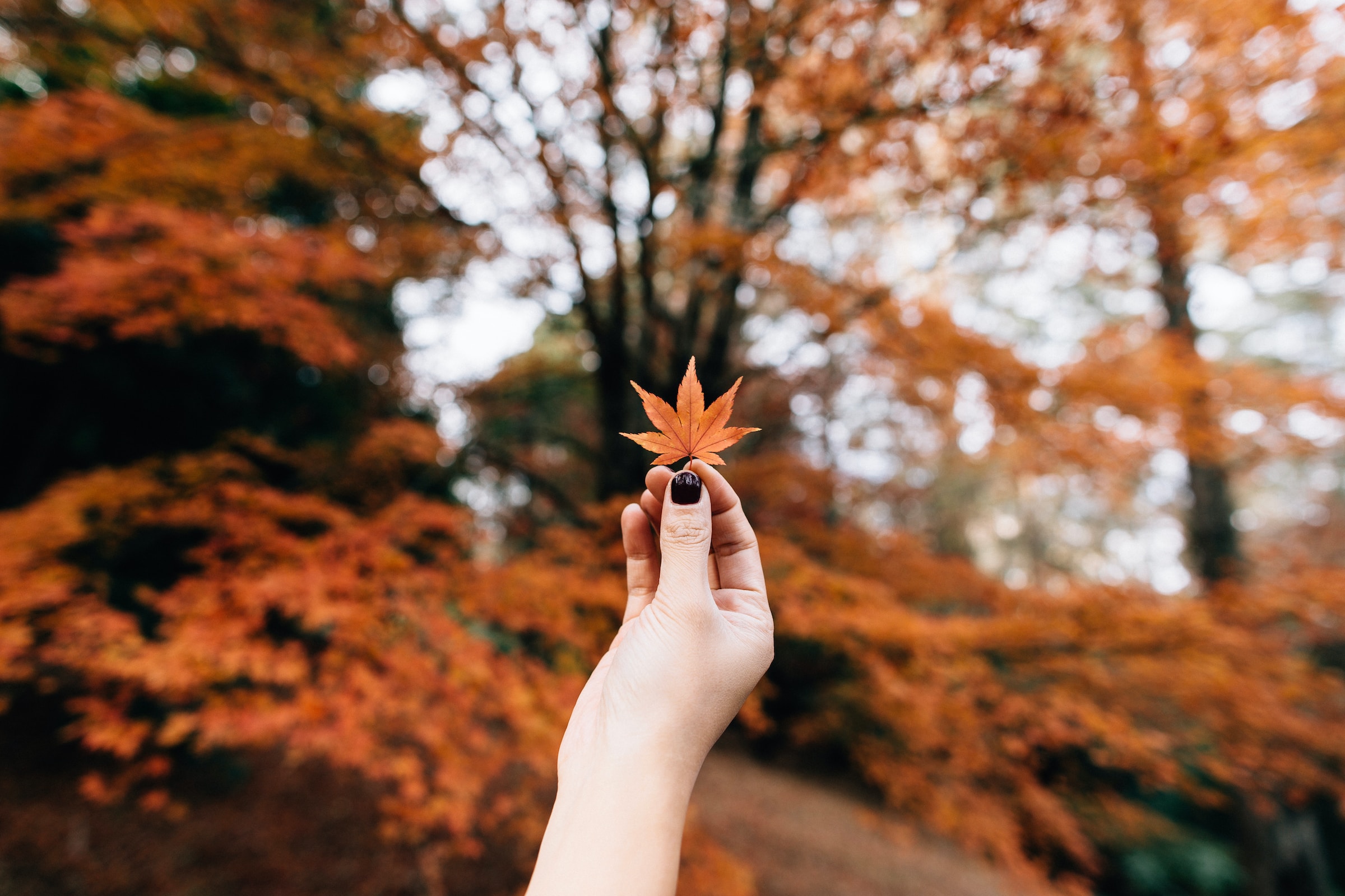 Where to See Spectacular Fall Colors Near Seattle