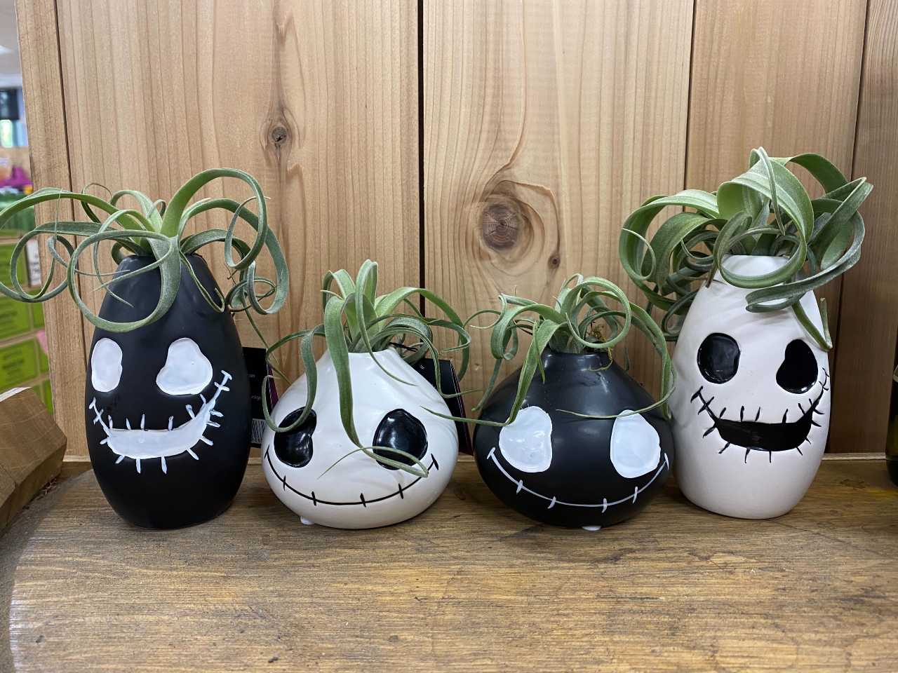 Trader Joe's Just Dropped New Ghoul Air Plants