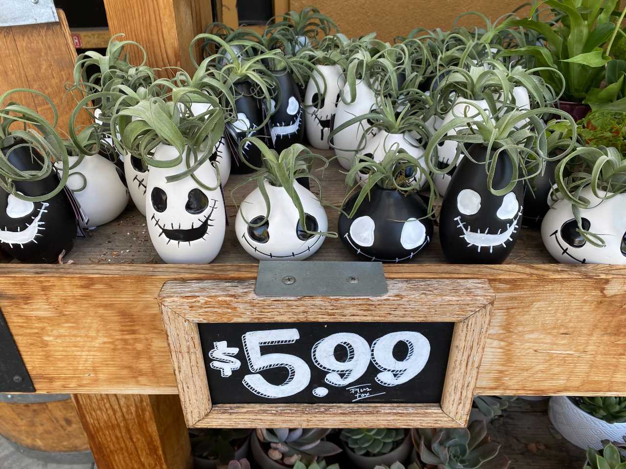 Trader Joe's Just Dropped New Ghoul Air Plants