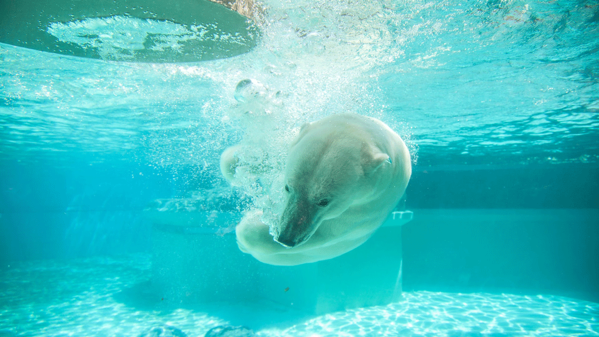 Put These 10 Free Zoos on Your Family's Must-Visit List - Tinybeans