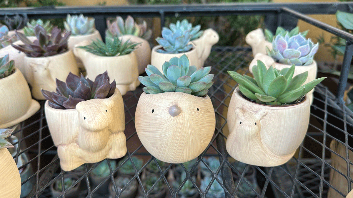 The New Trader Joe's Planters Are Adorable Animals - Tinybeans